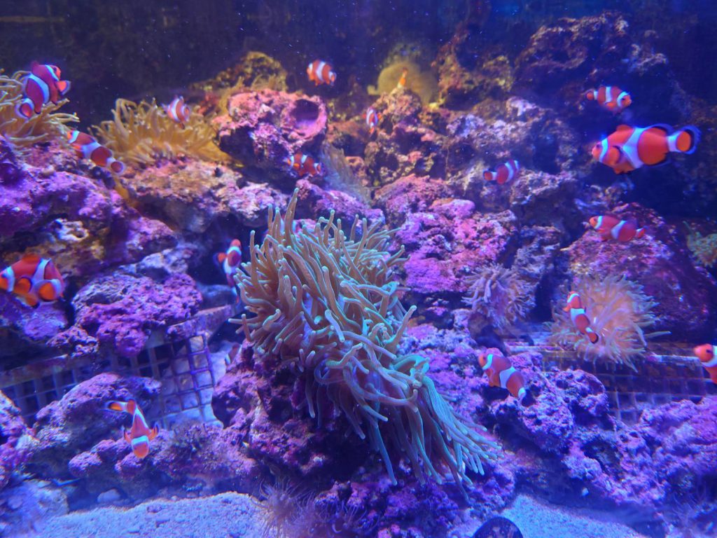 【品川水族館】東京都品川区 お楽しみ要素満載で、お子様連れに大人気！ | 株式会社トライモア -TryMore- 【品川水族館】東京都品川区 お楽しみ要素満載で、お子様連れに大人気！